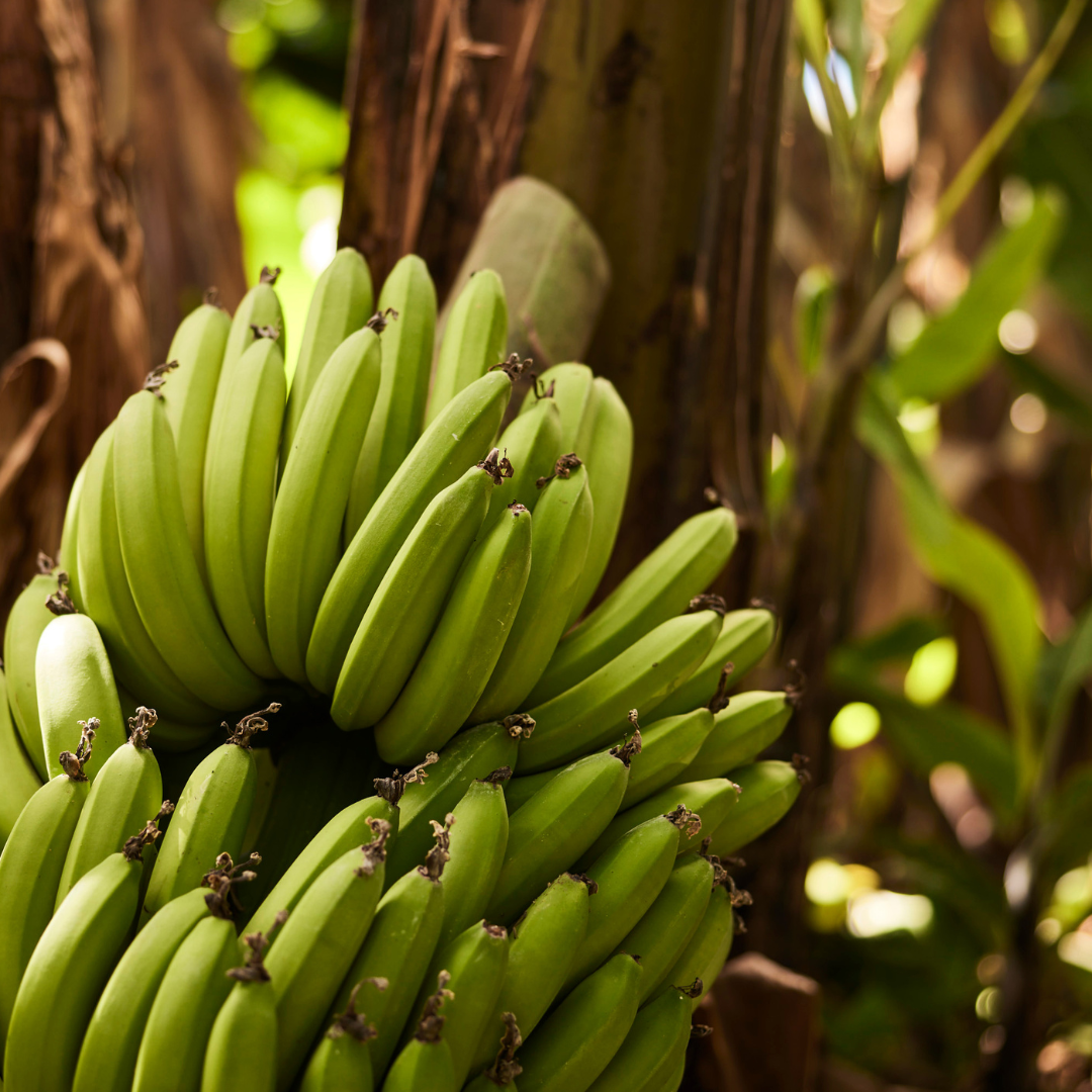 Bananas — Aus Produce Partners