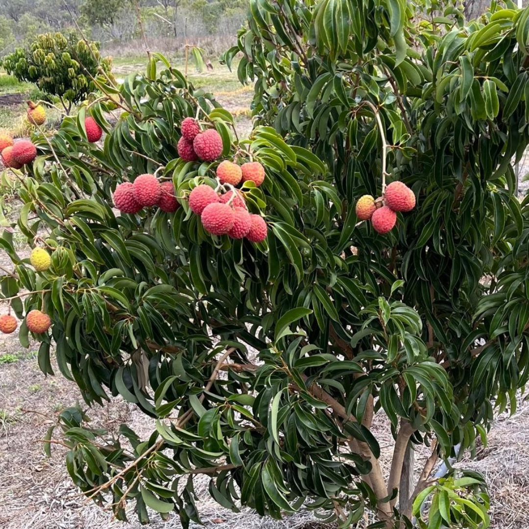 Lychee — Aus Produce Partners