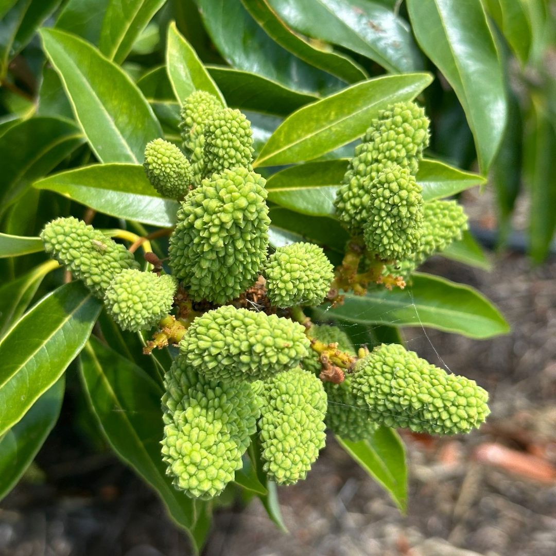 Lychee — Aus Produce Partners