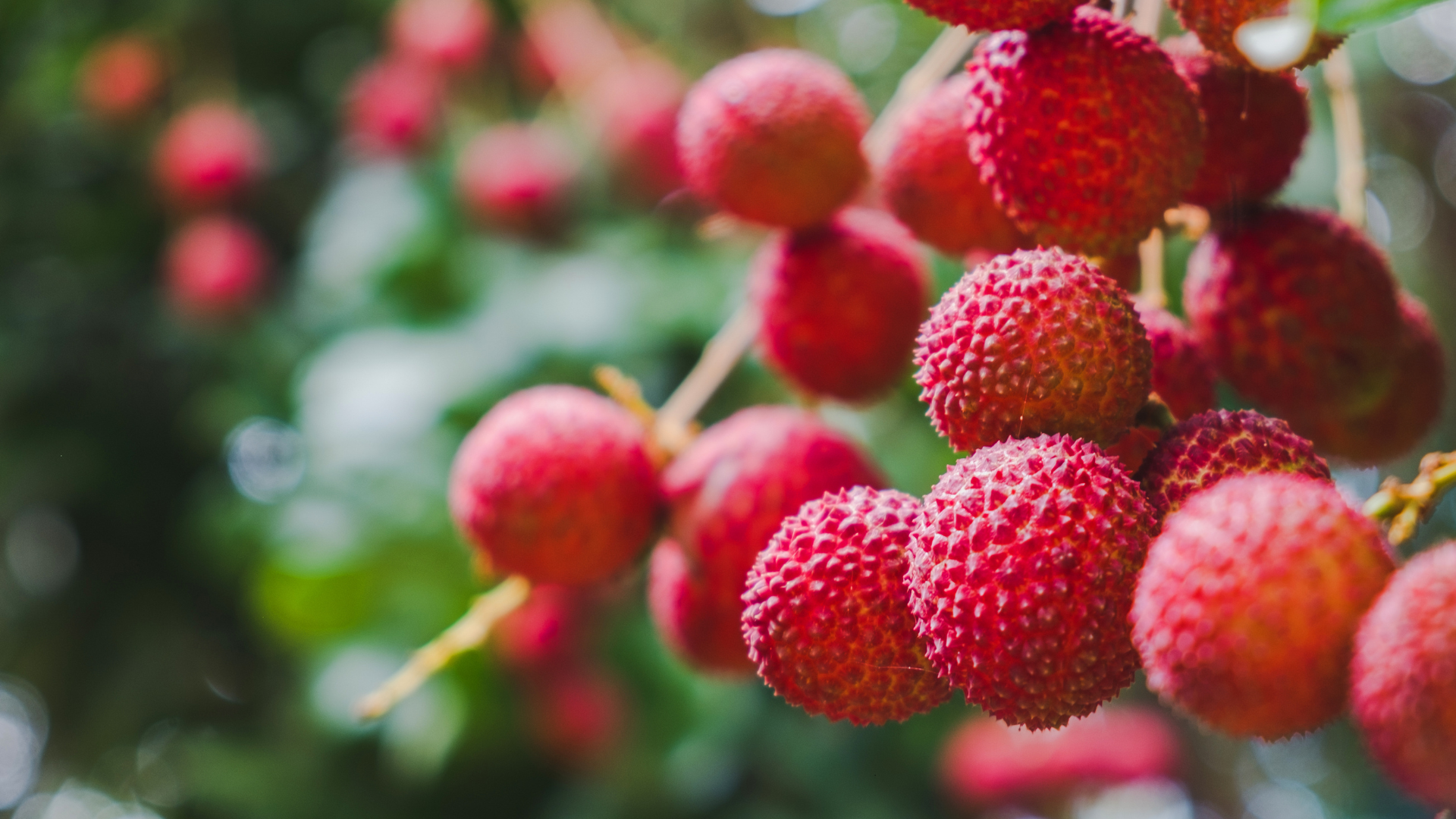 Lychee — Aus Produce Partners