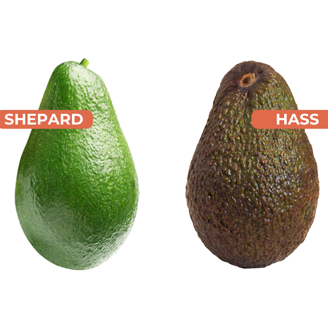 Avocados — Aus Produce Partners