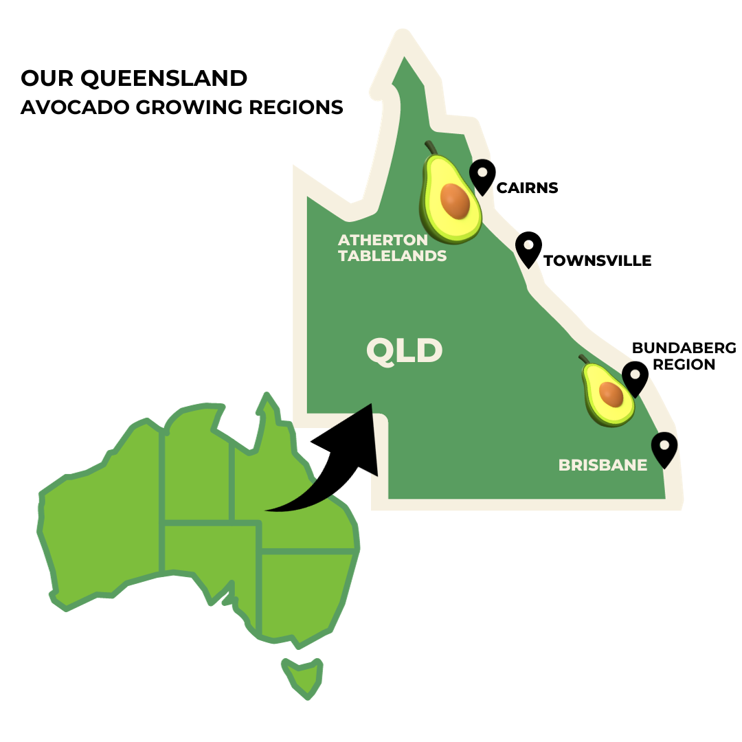 Avocados — Aus Produce Partners