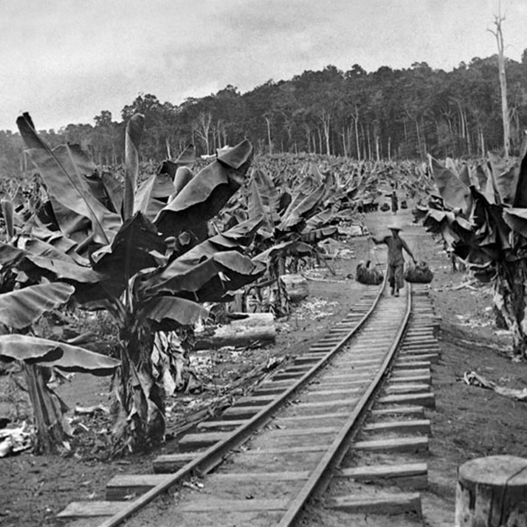 Bananas — Aus Produce Partners