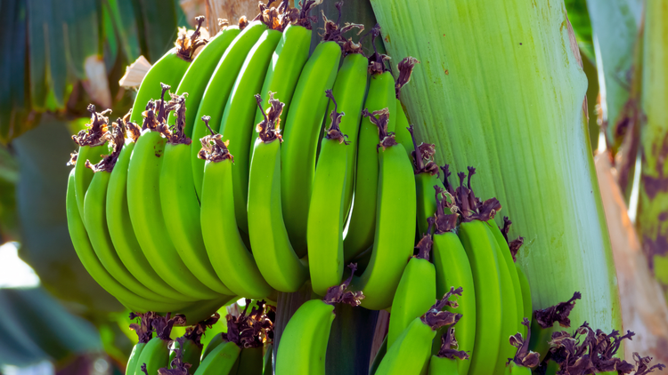 Our Team — Aus Produce Partners