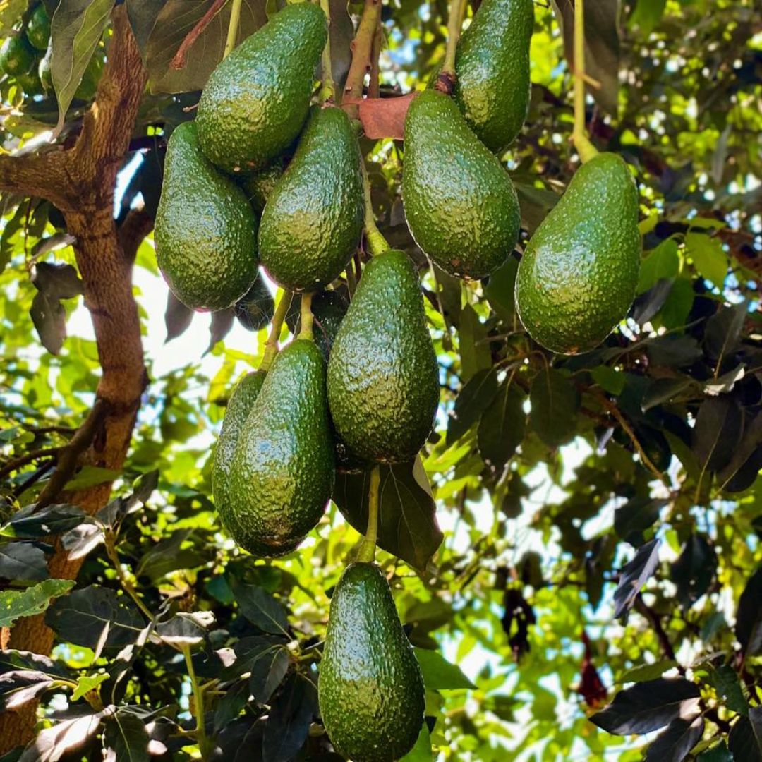 Avocados — Aus Produce Partners