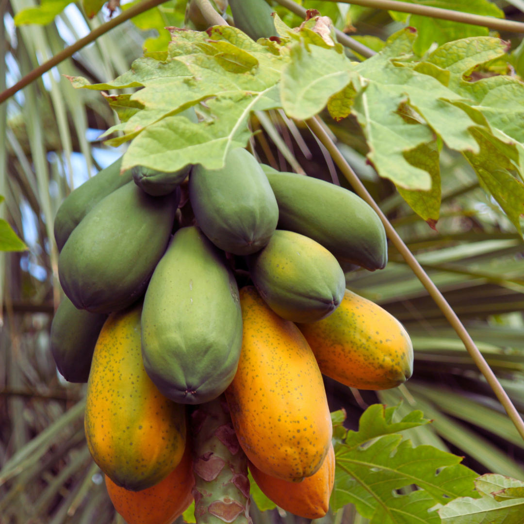 Papaya — Aus Produce Partners
