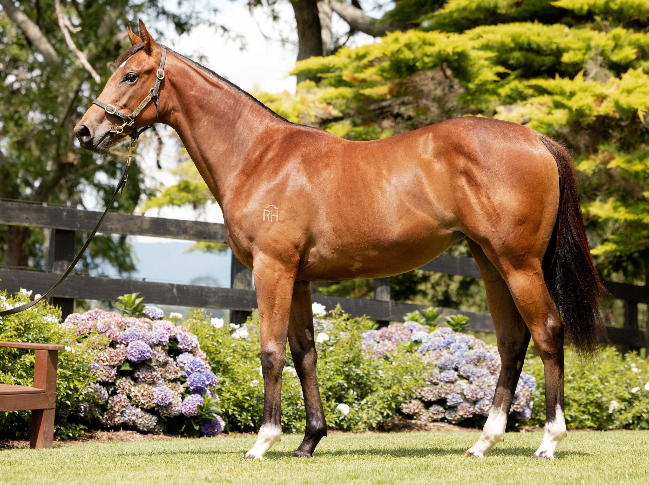Proisir x Calypso Blue filly — BJORN BAKER RACING