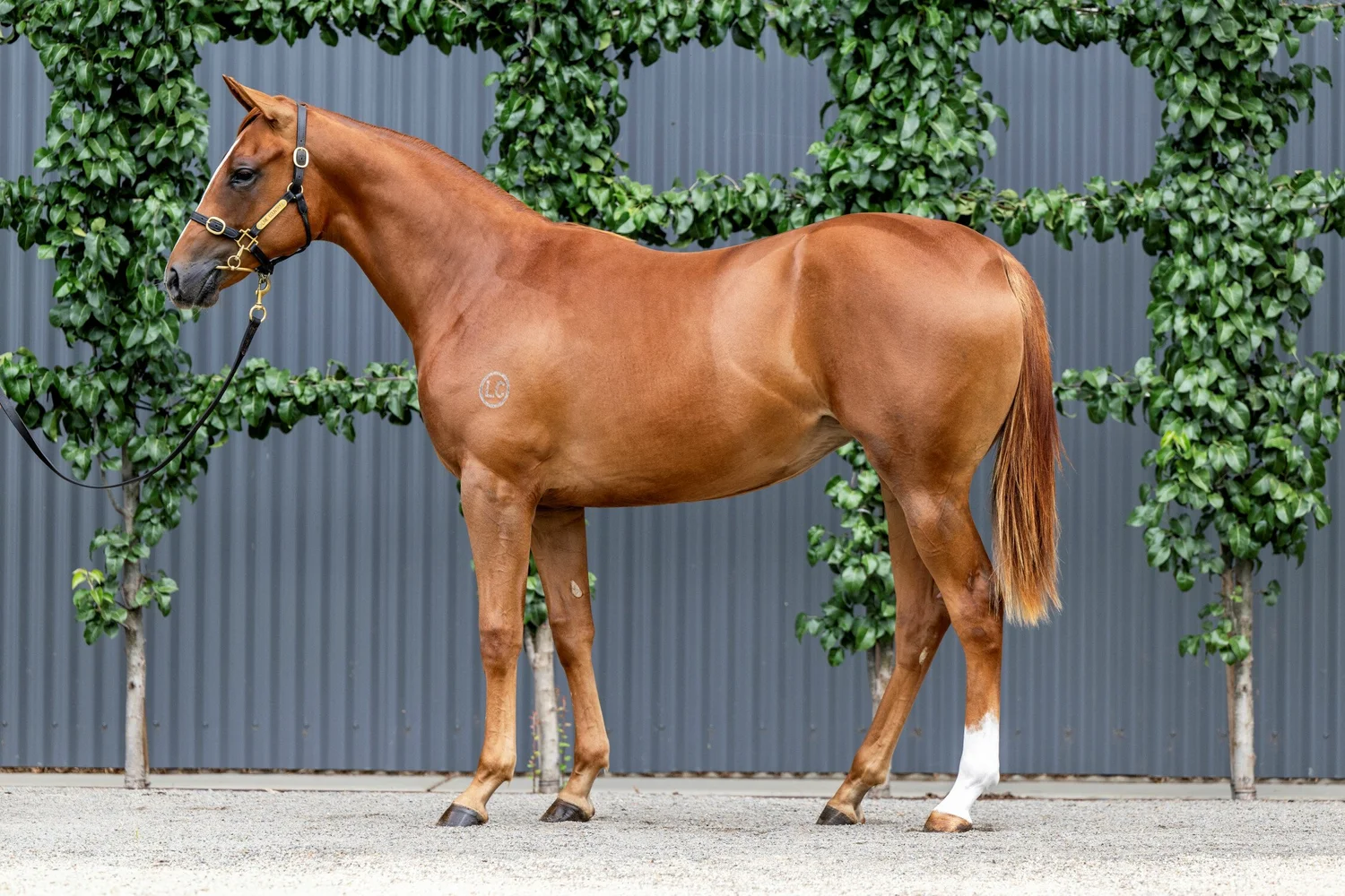 Horses Available — BJORN BAKER RACING