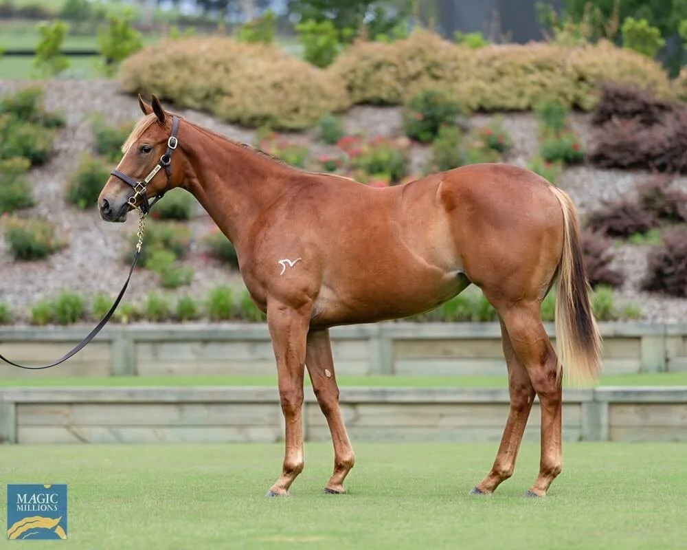 Horses Available — BJORN BAKER RACING