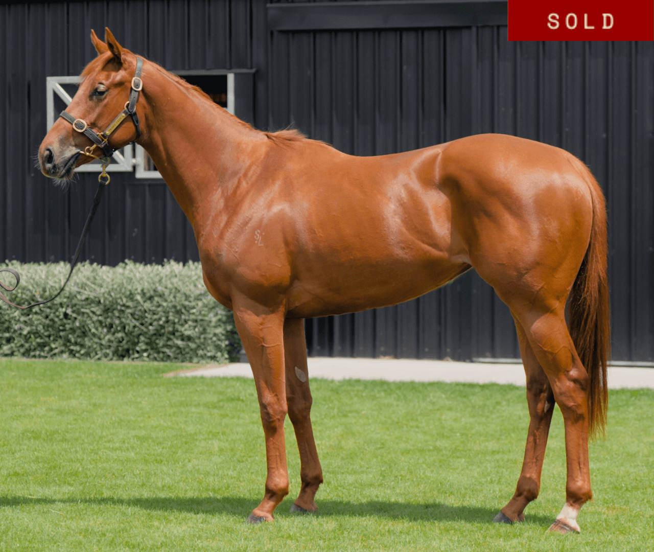 Proisir x Sansa Stark filly — BJORN BAKER RACING