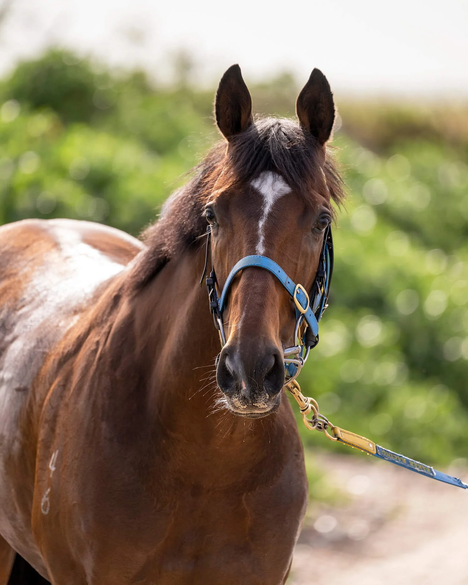 Arapaho — BJORN BAKER RACING