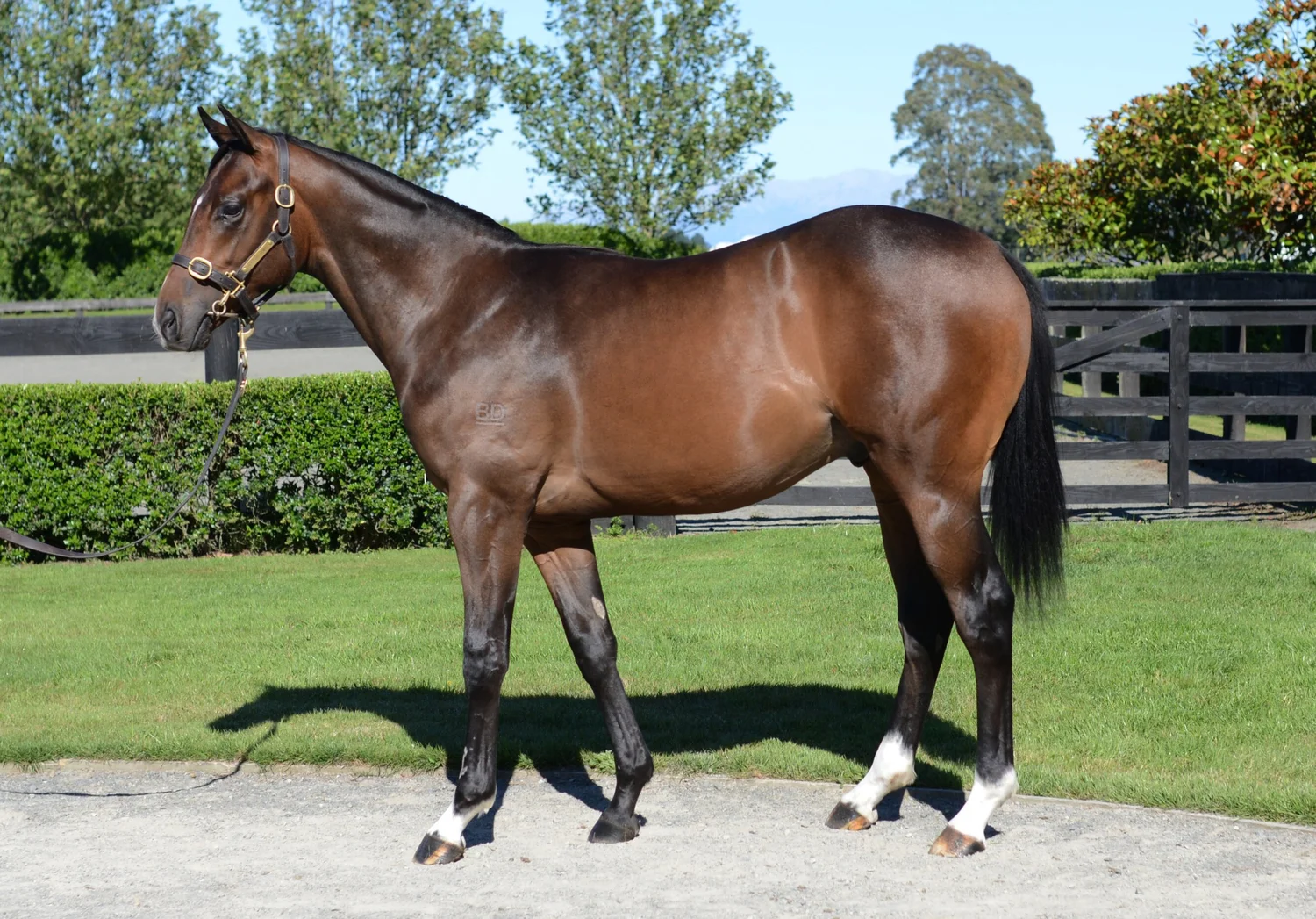 Per Incanto x Dazzling Lady colt — BJORN BAKER RACING