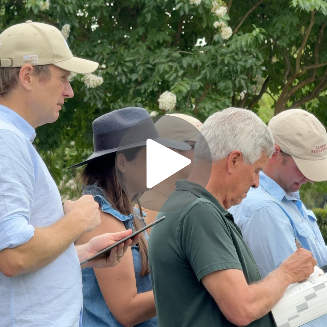 Intro to Horse Ownership — BJORN BAKER RACING