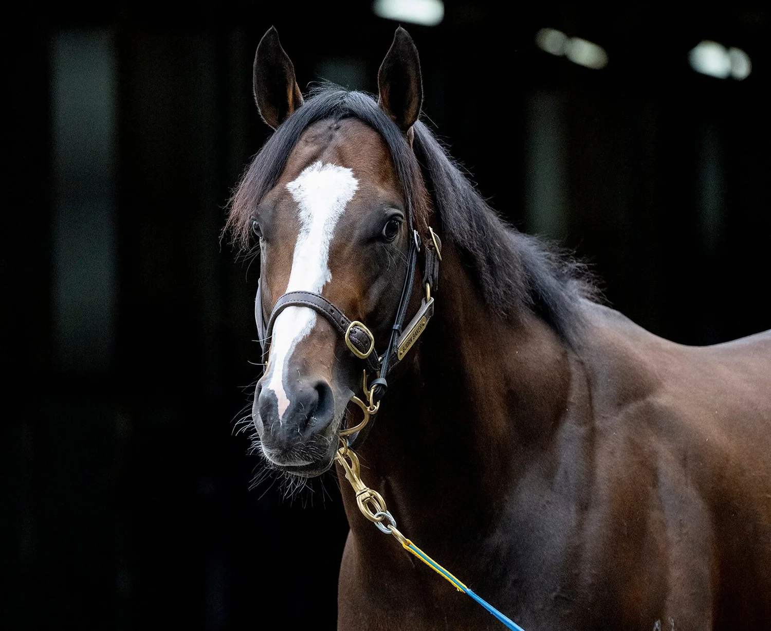 Stable Stars — BJORN BAKER RACING
