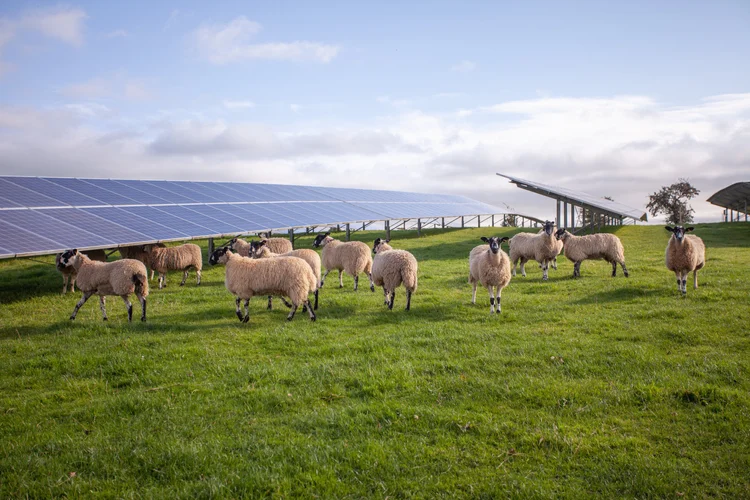 Lime Down Solar Park