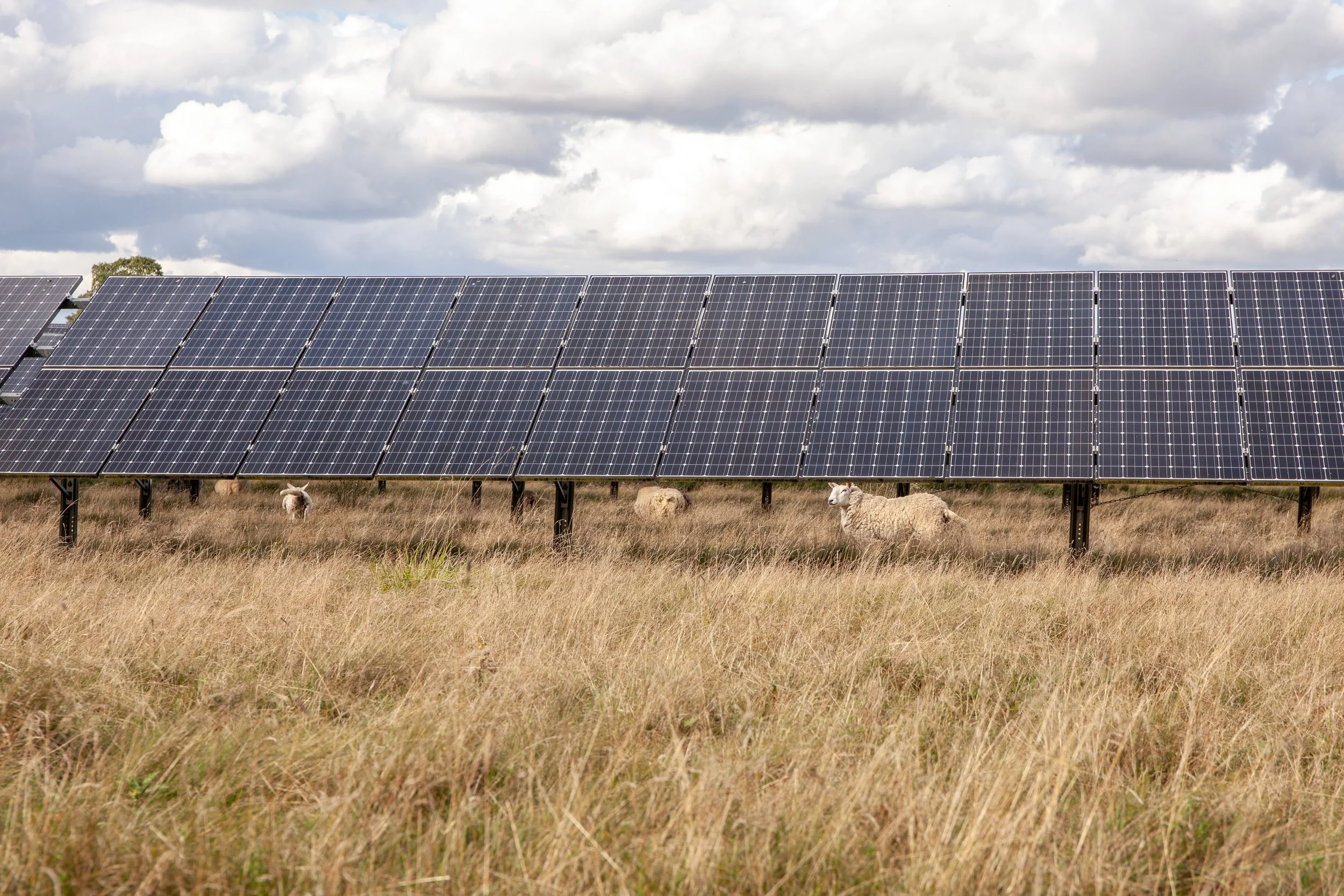Development process — Lime Down Solar Park