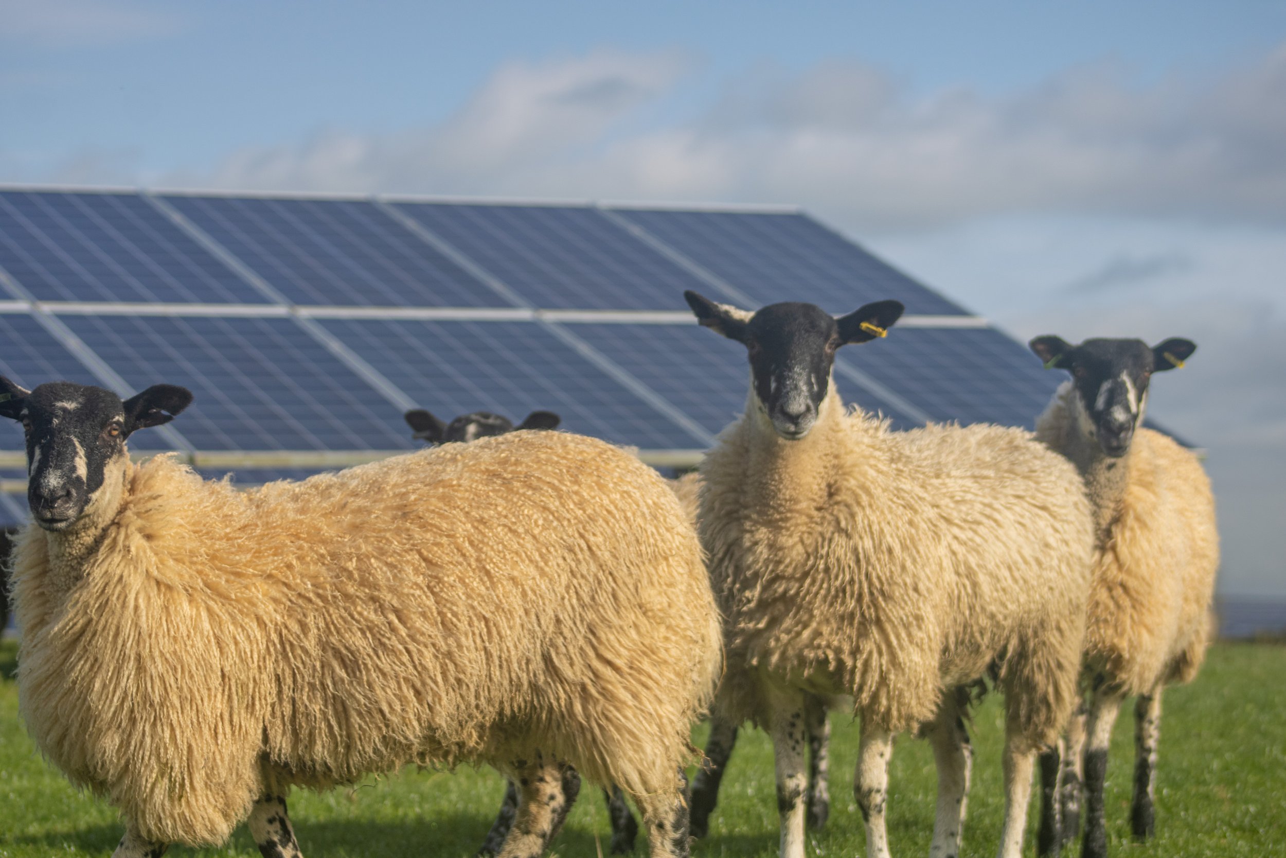Documents — Lime Down Solar Park