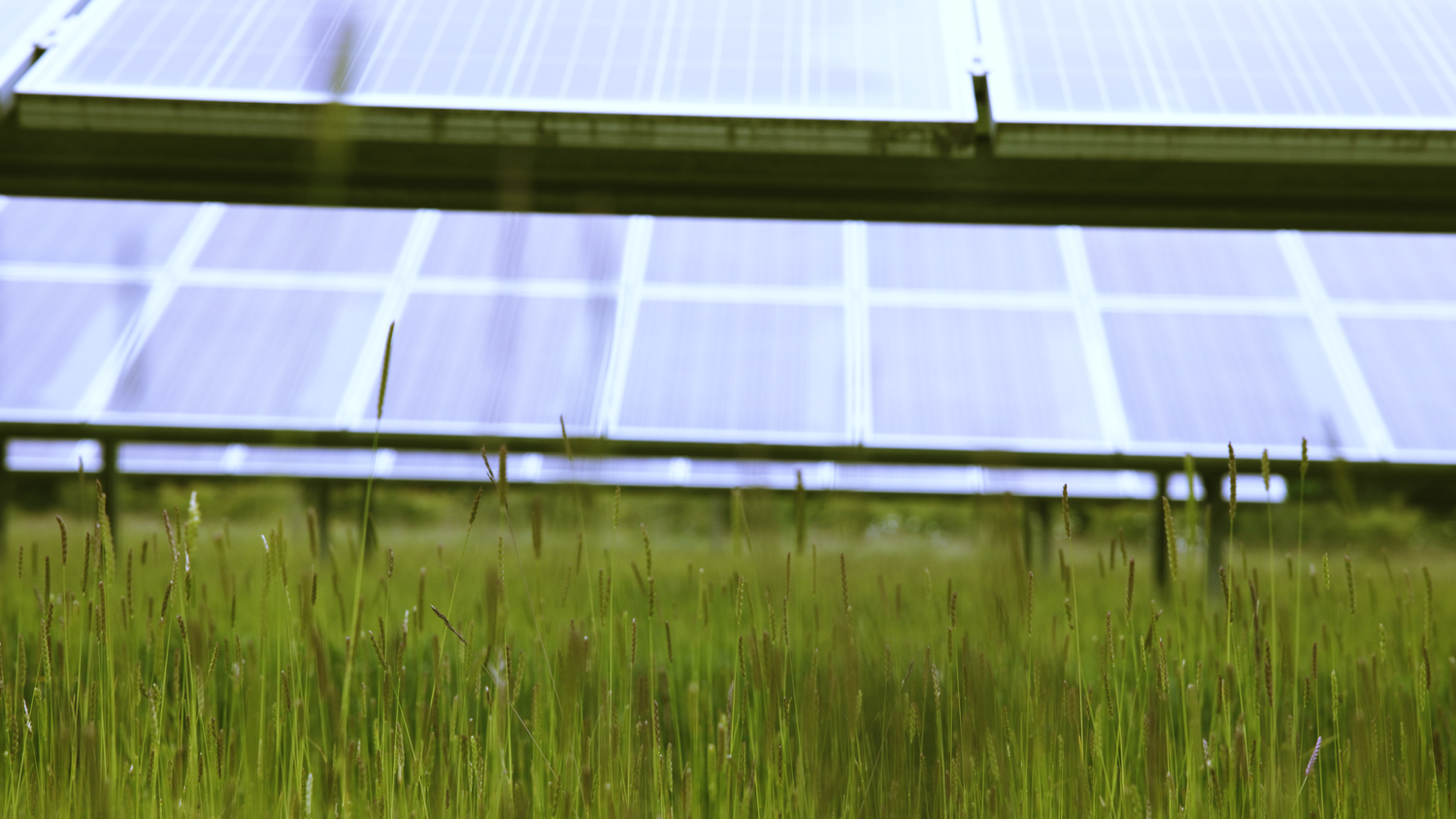 Project — Lime Down Solar Park