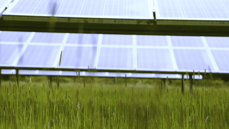 Project — Lime Down Solar Park