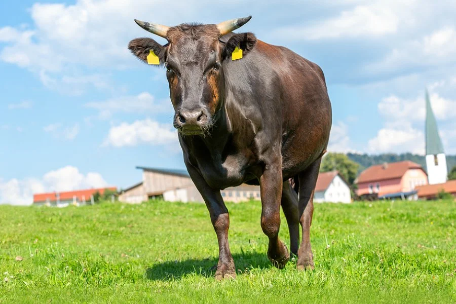 From Farm To Table: A Look At The Wagyu Cattle Raising Process — OMI ...