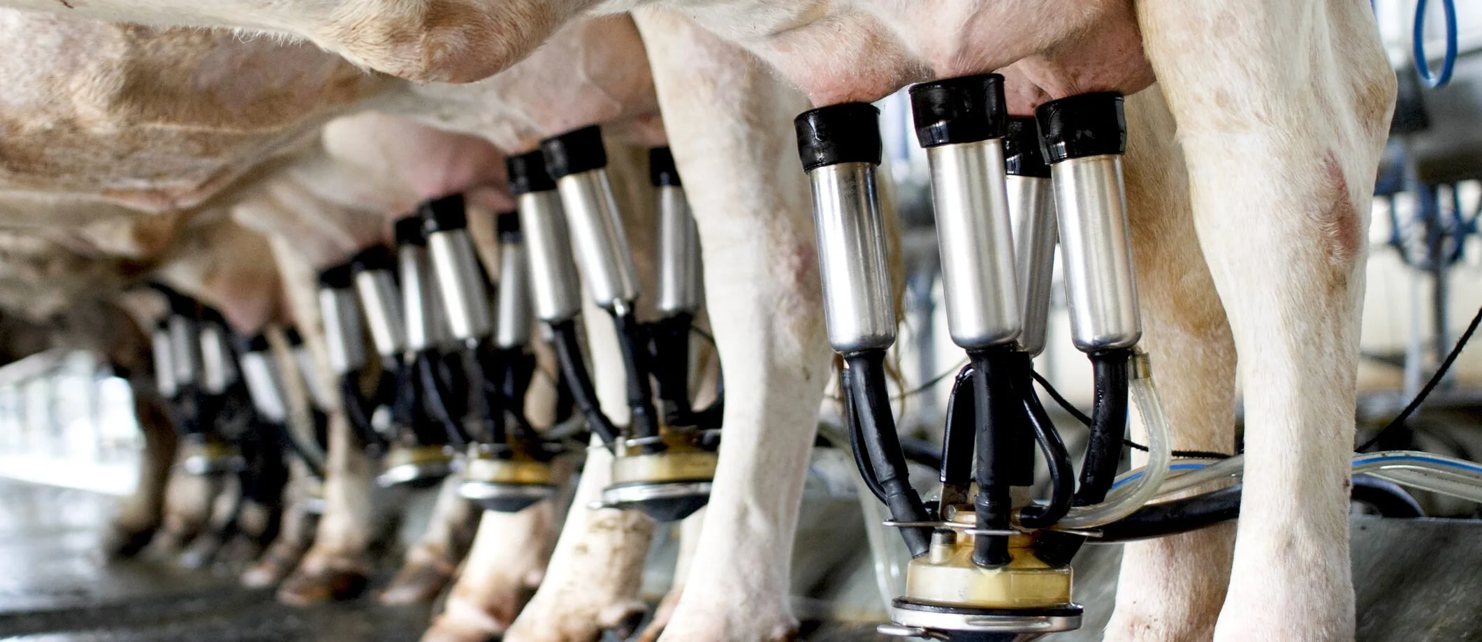 How are Cows Milked? The Utterly Cool Cow Milking Process
