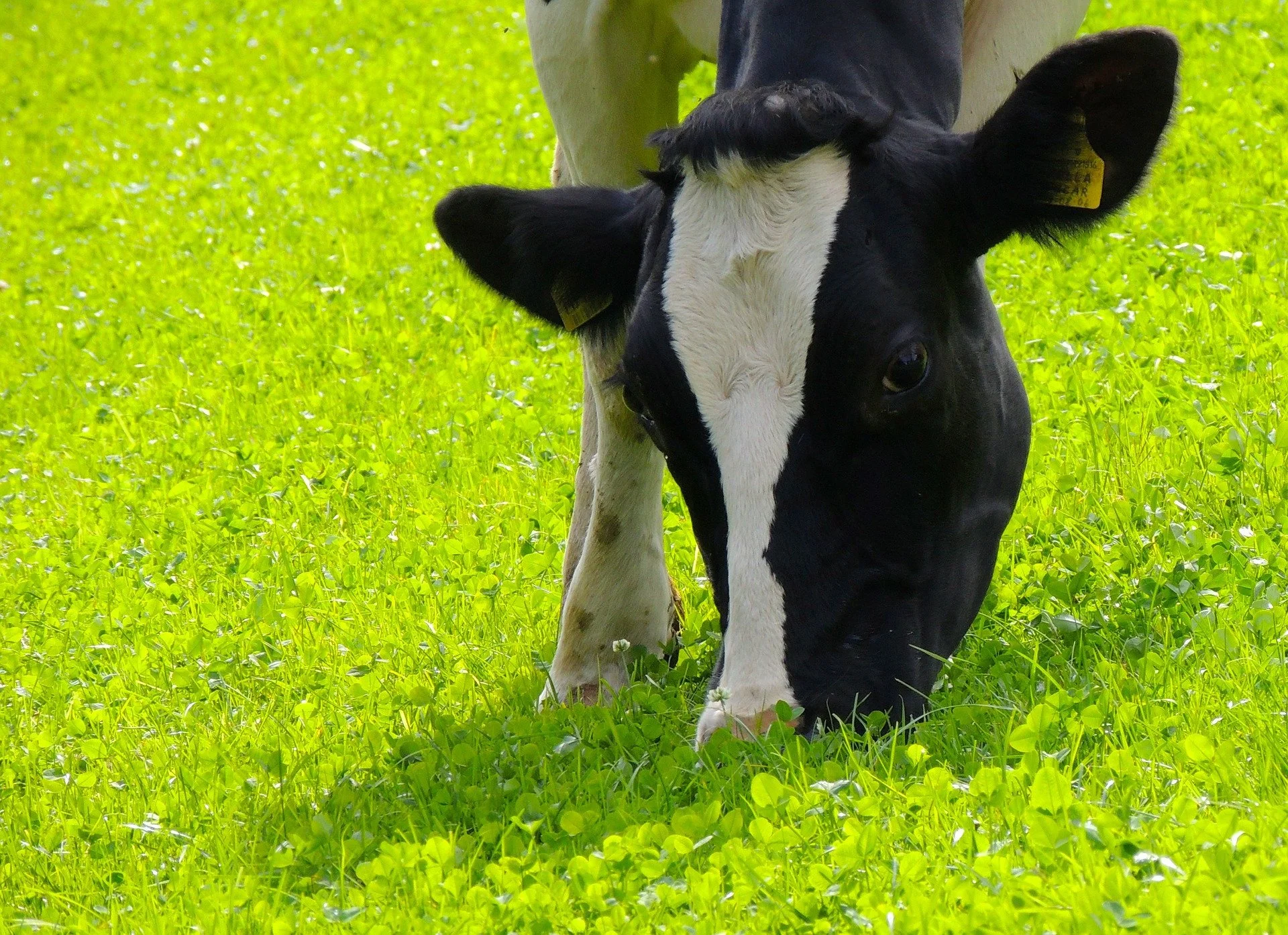 What Do Dairy Cows Eat? - The Dairy Alliance