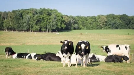 Do Cows Lie Down When It’s Going to Rain?
