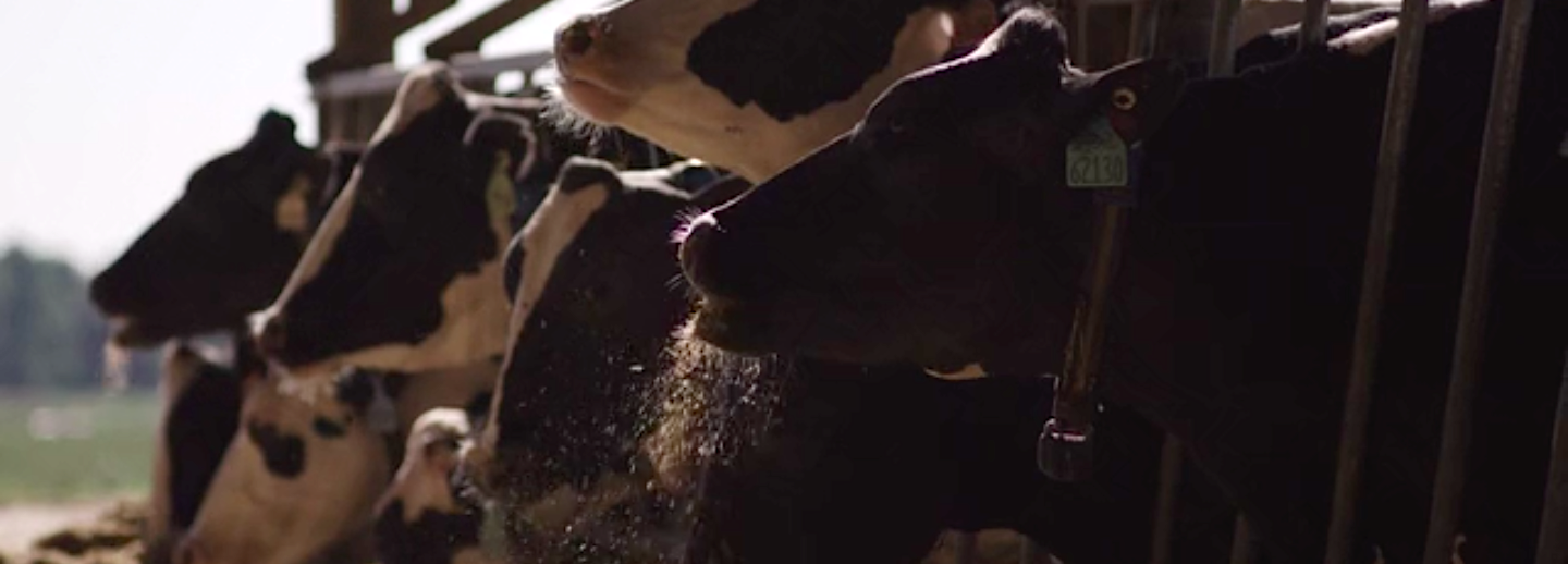 How Dairy Farmers Make the Most of Cow Feed - The Dairy Alliance