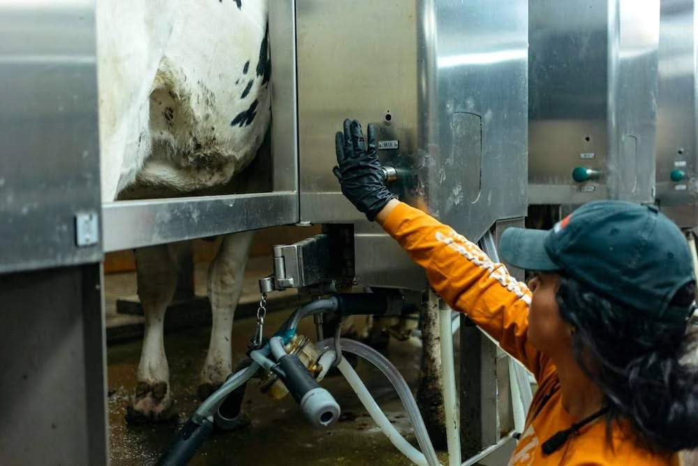 Check Out These University Dairies Across the Southeast