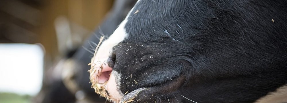 Cows Aren’t Picky Eaters, And That’s a Good Thing - The Dairy Alliance