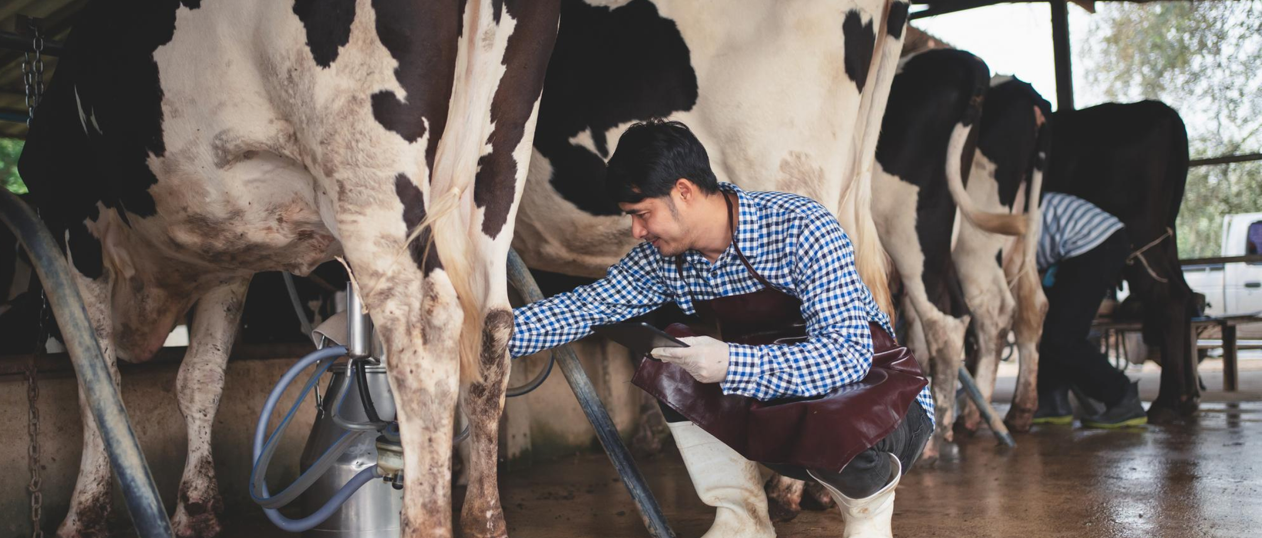 Dairy Producer: Định Nghĩa, Ví Dụ và Cách Sử Dụng Từ