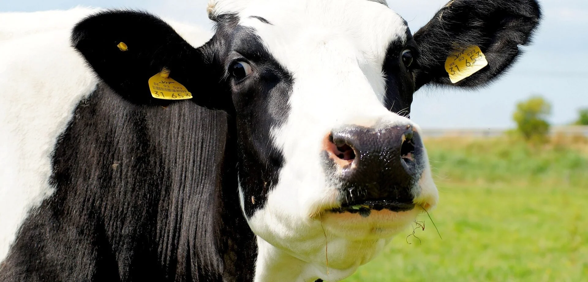 6 Cool Cow Facts to Get Your Mind Off the Heat - The Dairy Alliance