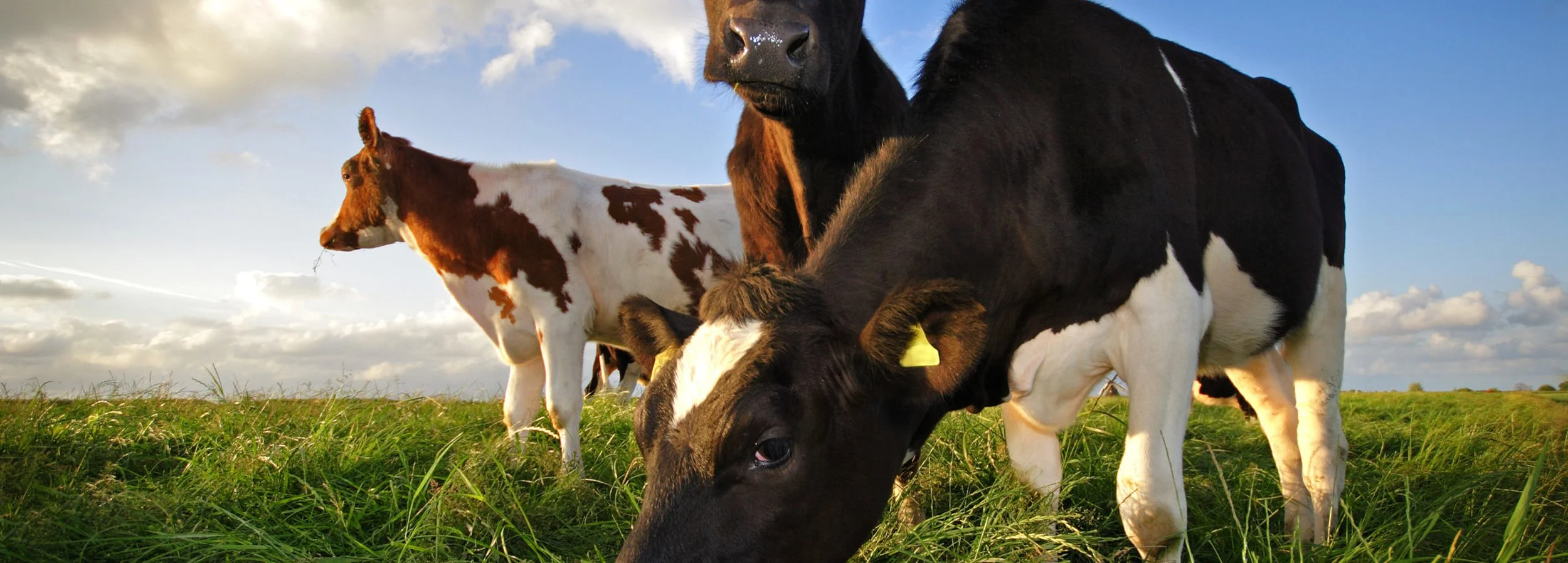 10 Surprising Cow Facts That’ll Blow Your Spots Off!
