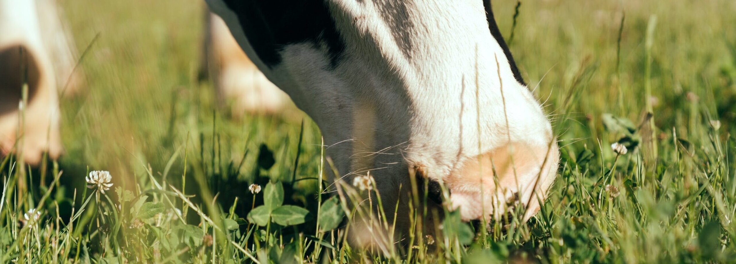 Dairy Farm Near Me: The Local Search - The Dairy Alliance