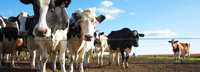 7 Dairy Cow Fun Facts: Why are Dairy Cattle Special?