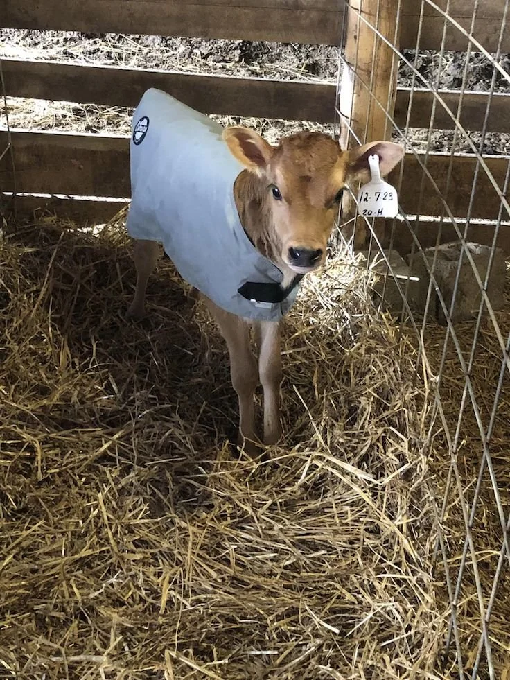 How Farmers Keep Calves Warm