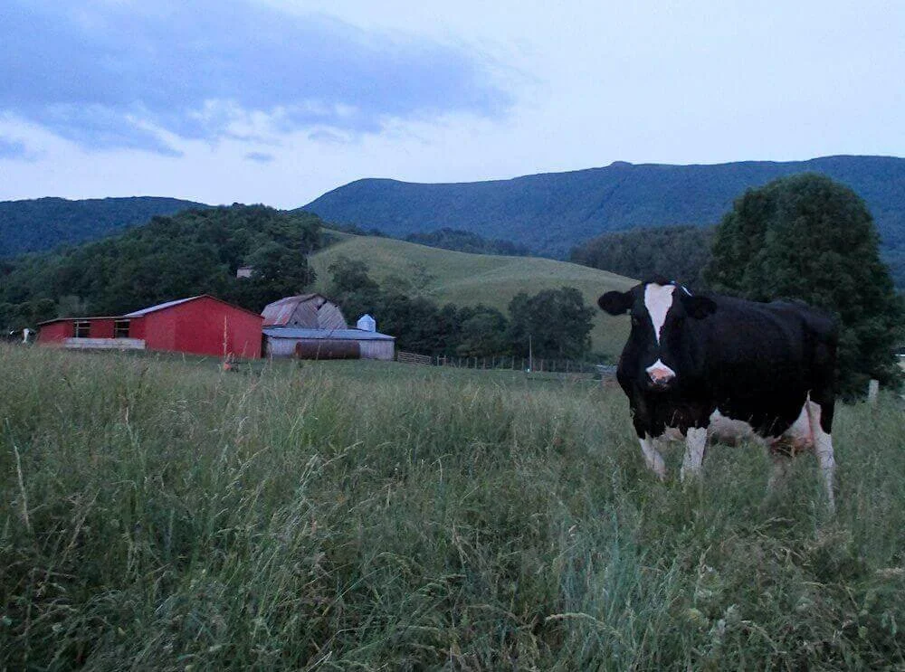 Thankful Southeast Dairy Farmers Share What Keeps Them Going