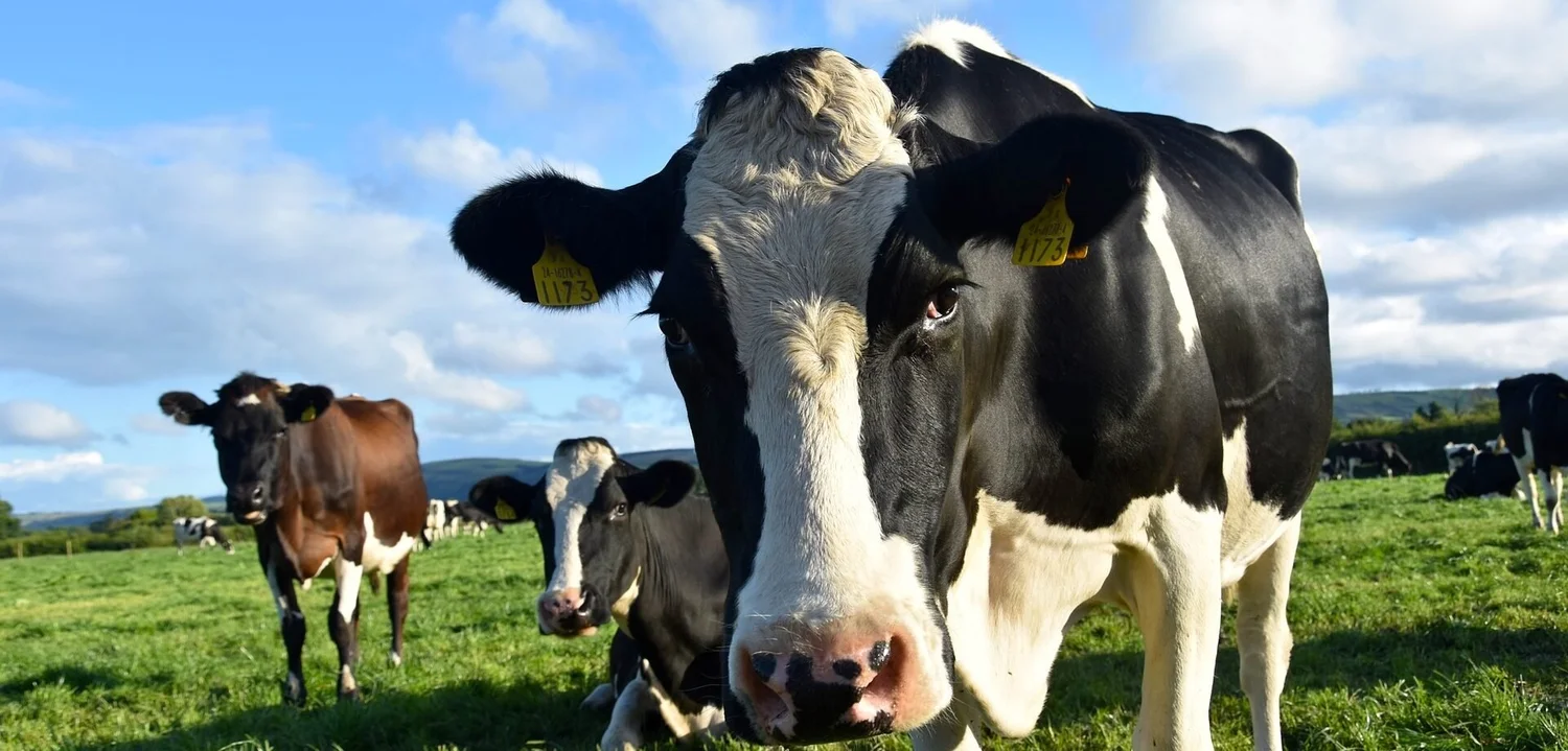 How are Dairy Cows Different from Other Cows?