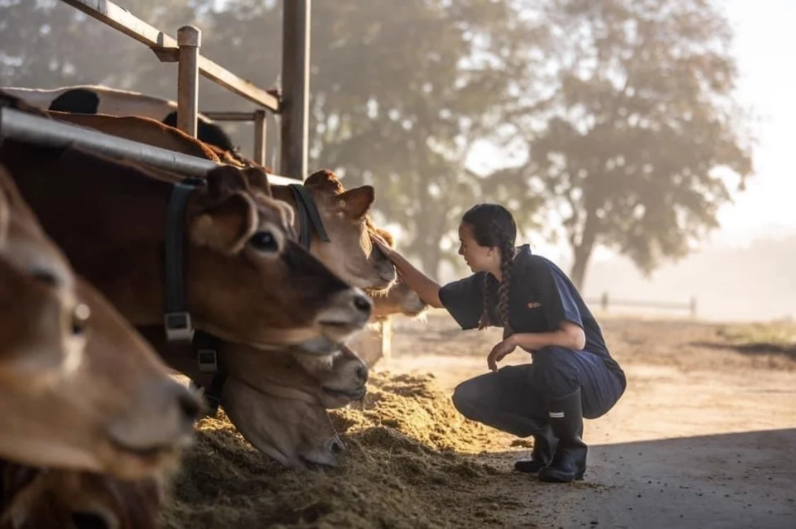 Milk Farming: University Dairies Produce More Than Milk - The Dairy ...