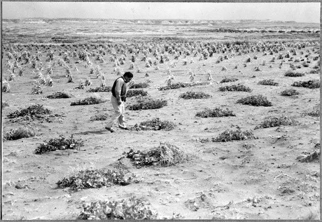 We Are Not Separate From the Land: Designing Abundance, Not Decline ...