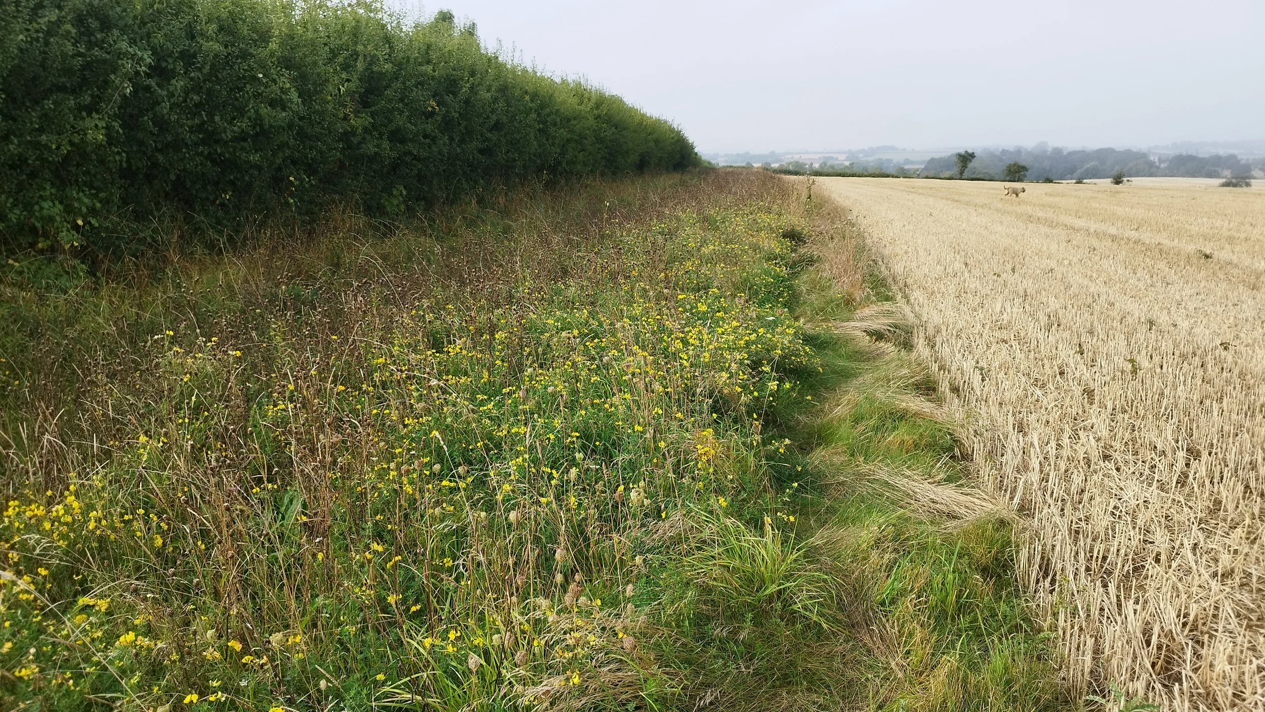 BOOTHBY WILDLAND - Lincolnshire — Digg & Co. Studio