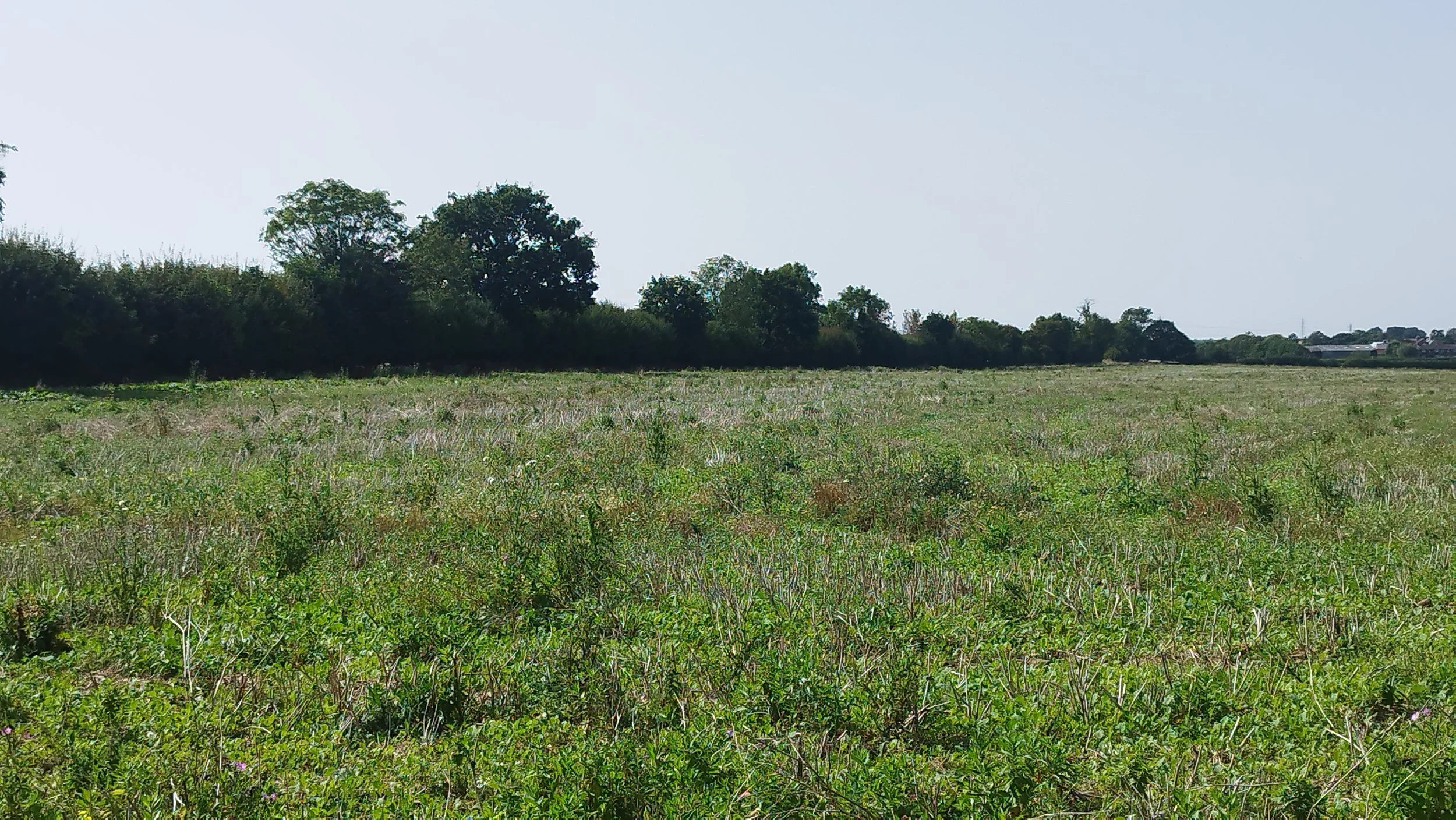 BOOTHBY WILDLAND - Lincolnshire — Digg & Co. Studio