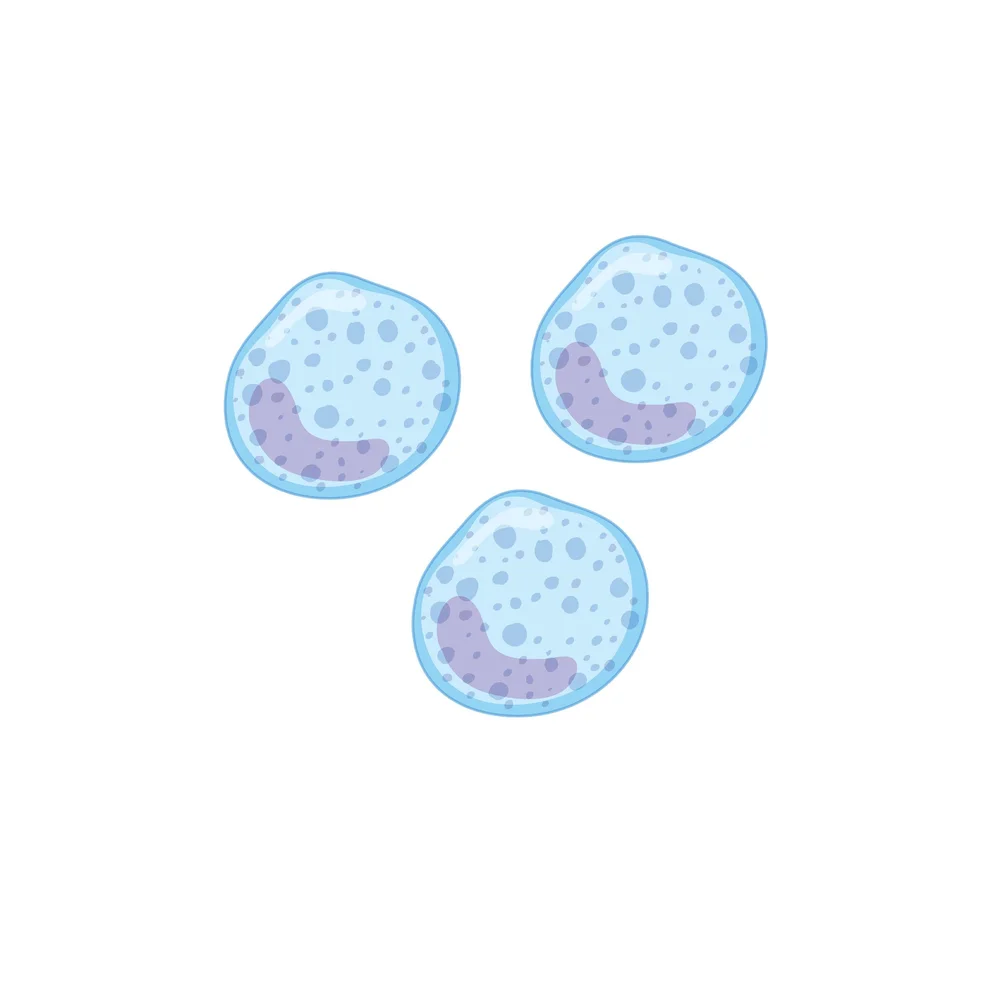 Basophil Activation Test by Expert Food Allergist | NY Food Allergy ...