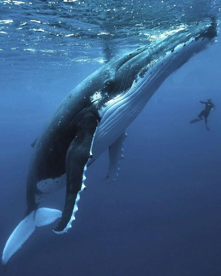 Whale Healing & Clearing — Laurie Reyon