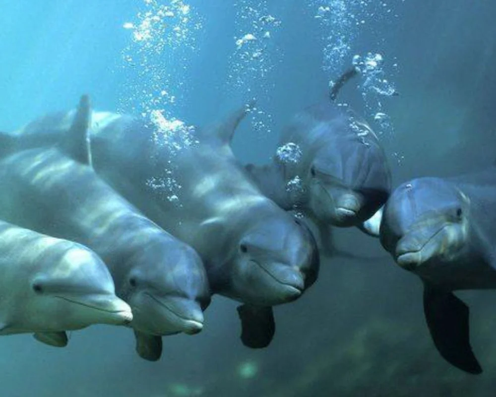 Dolphin DNA Calibrations — Laurie Reyon