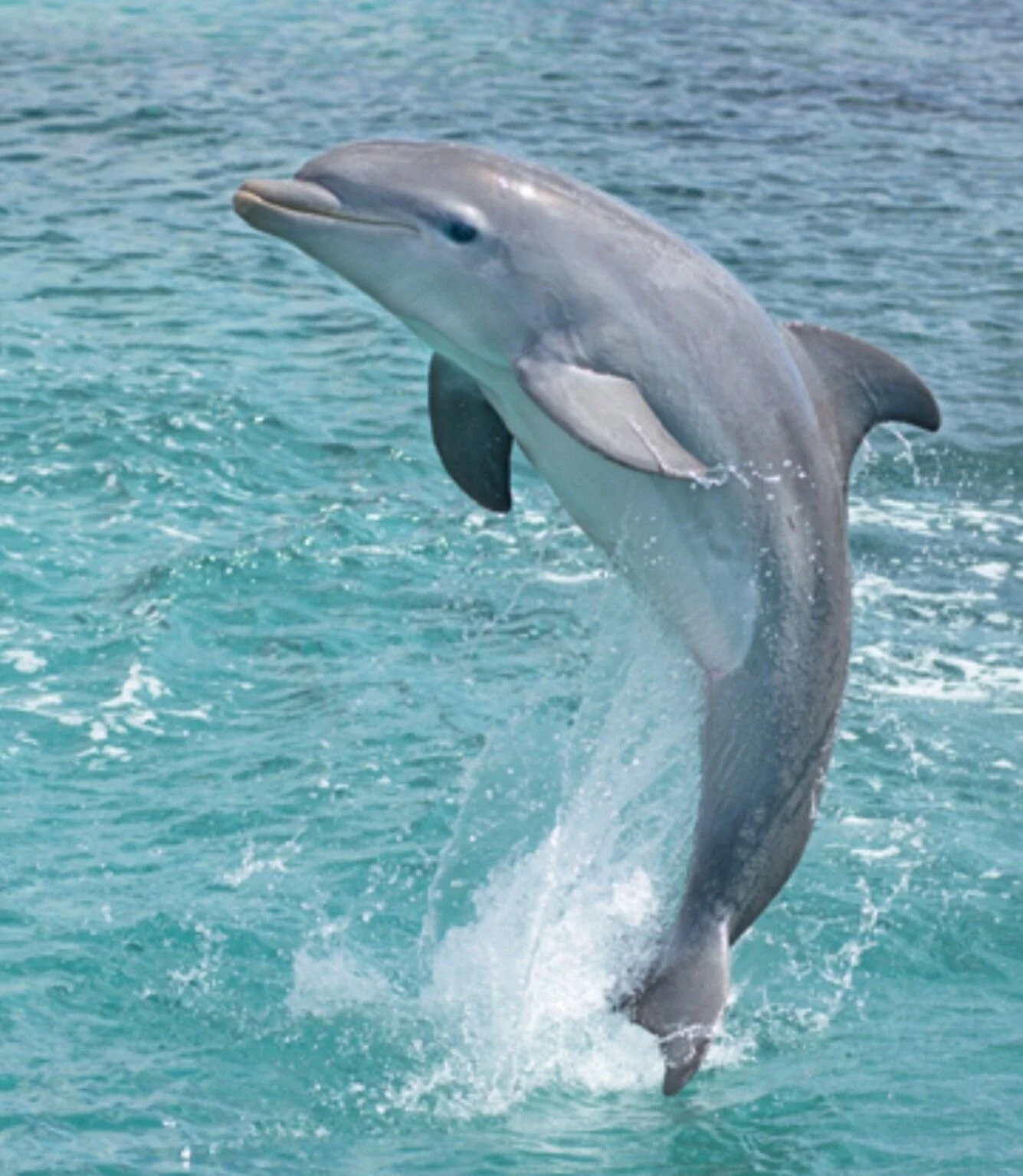 Dolphin DNA Calibrations — Laurie Reyon