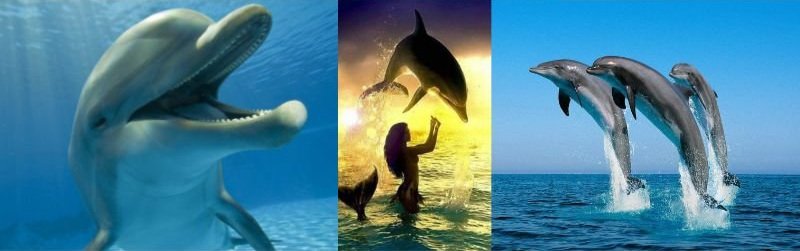 Dolphin DNA Calibrations — Laurie Reyon