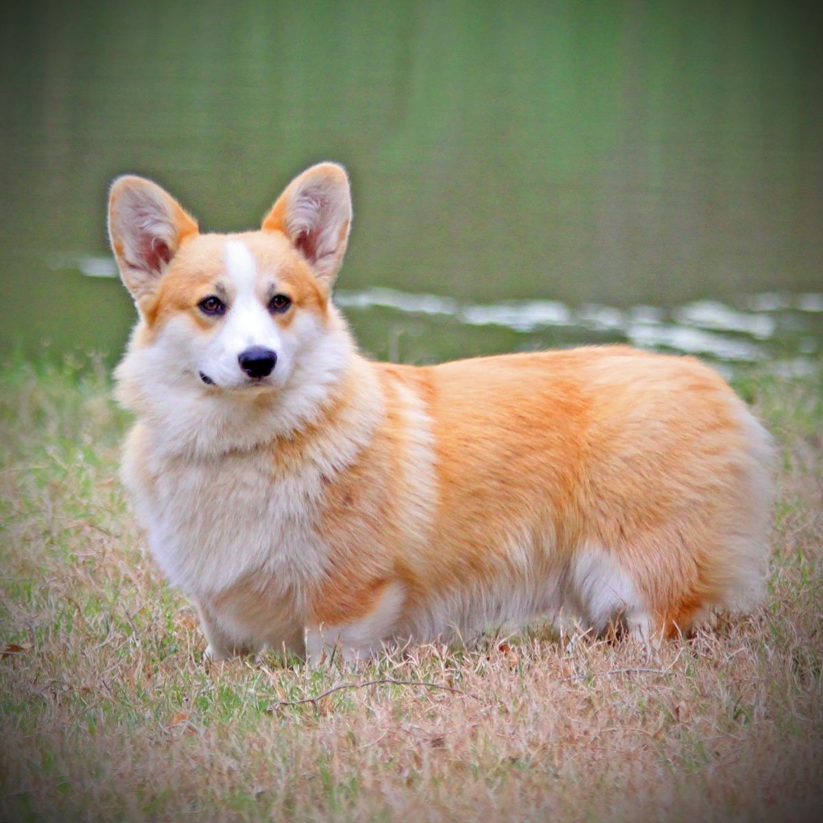 Hill Country Corgis (Copy)