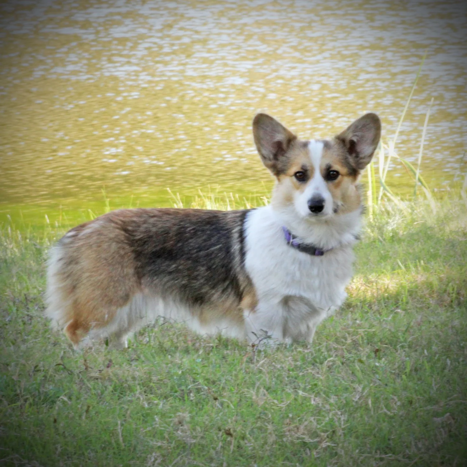 Blog 3 — Hill Country Corgis (Copy)