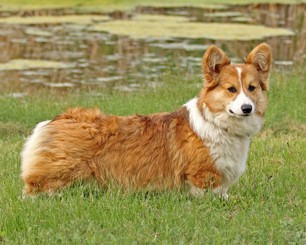 Blog 3 — Hill Country Corgis (Copy)